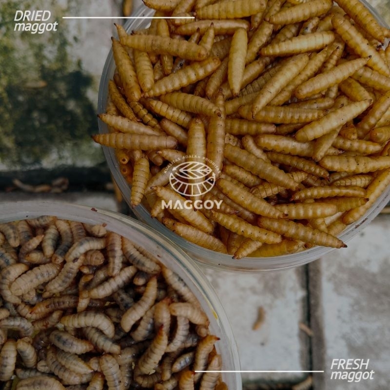 Jual Maggot kering 1kg premium magot kering 1 kg magot kering bsf pakan ikan channa arwana koi ...