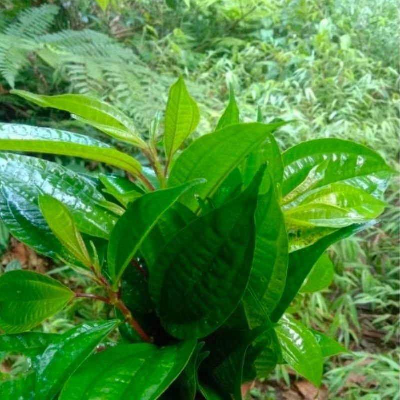 Jual daun poh pohan gunung organik segar 250 gram | Shopee Indonesia