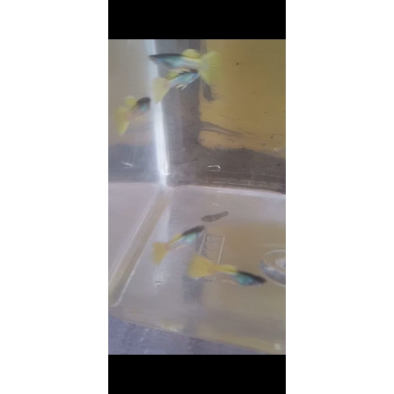 Jual guppy metal pingu Trio | Shopee Indonesia