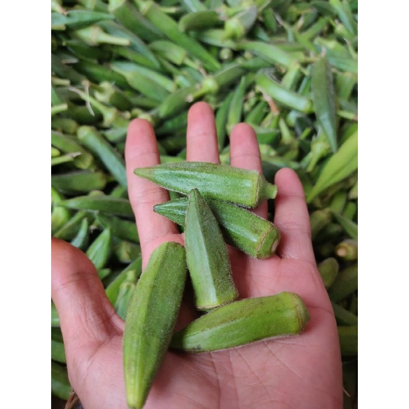 Jual OKRA BABY SMALL SIZE 1KG | Shopee Indonesia