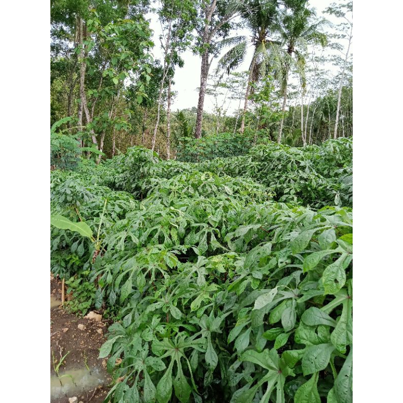 Jual penjualan per batang/biji bibit ketela papua,ketela papua,singkong papua,pohong papua, telo ...