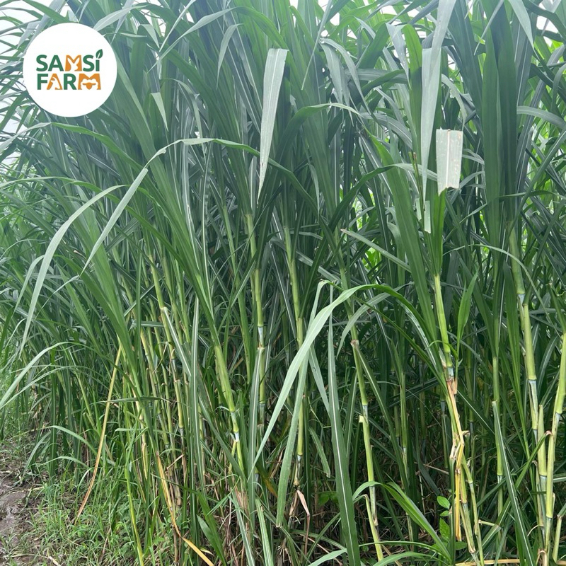 Jual Rumput gama umami kolonjono - pakan ternak domba kambing | Shopee ...
