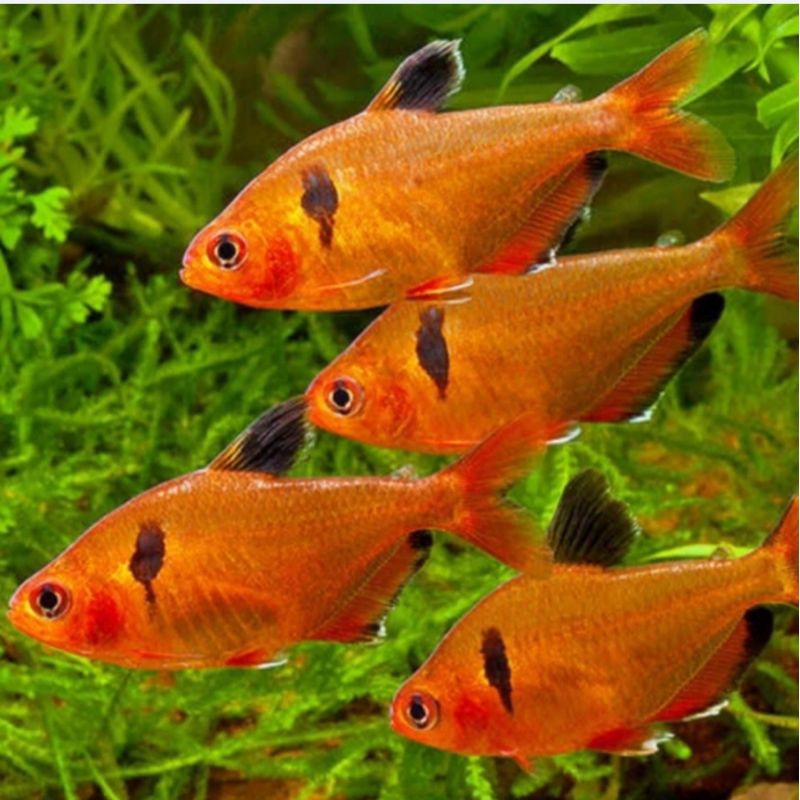 Jual Ikan Serpae Tetra red serve serpe aquascape hias aquarium tankmate ...