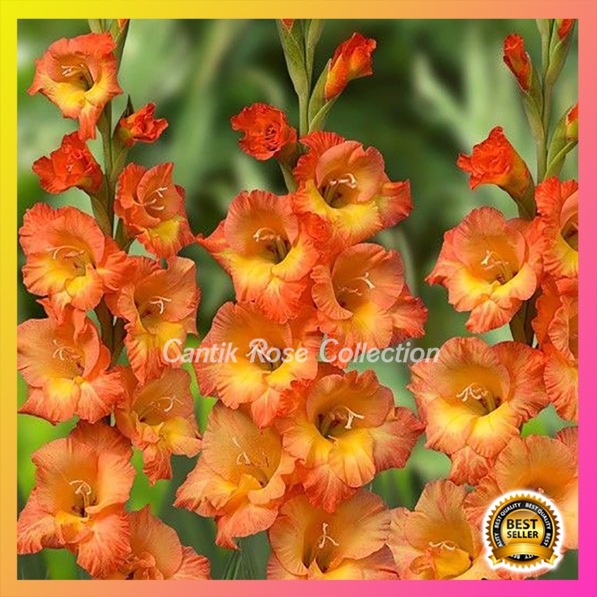 Jual Bibit Bunga Gladiol Holland - Masih Berbentuk Umbi Warna Lengkap ...