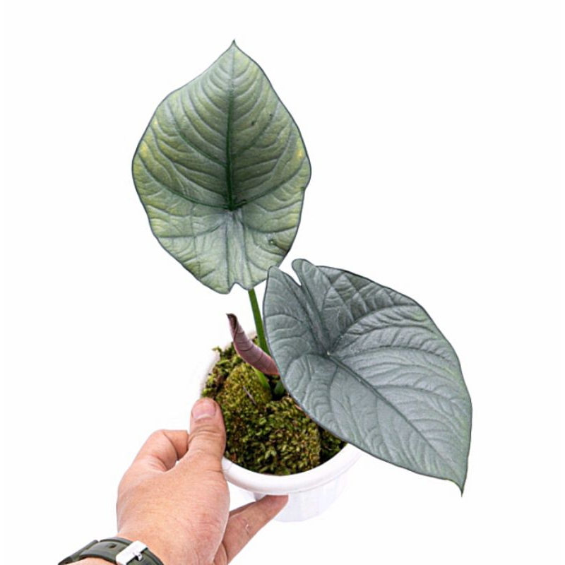Jual bongolan alokasia satuan | Shopee Indonesia