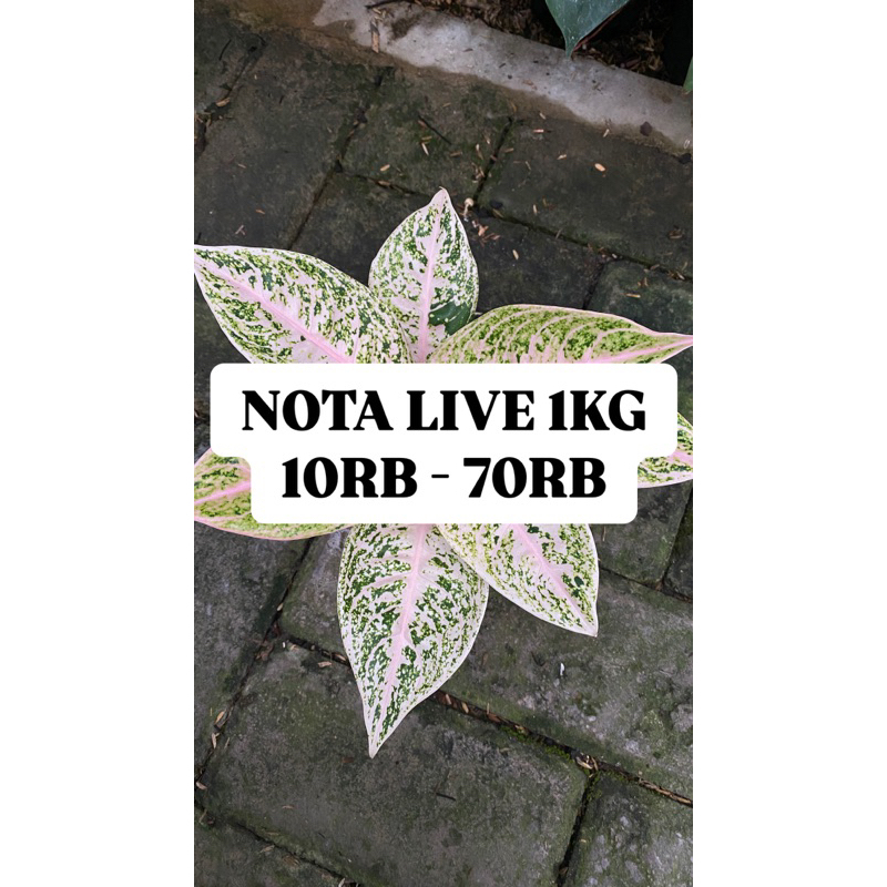Jual NOTA LIVE 1KG (10-70RB) | Shopee Indonesia