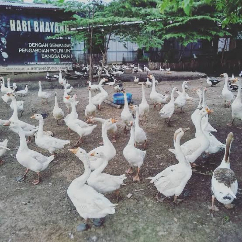 Jual TELUR FERTIL ANGSA/SOANG PUTIH UNTUK DI TETASKAN | Shopee Indonesia