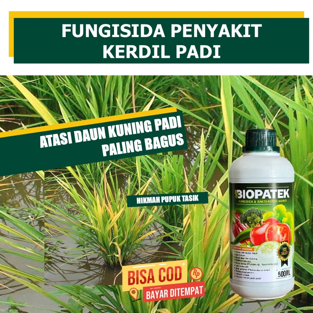 Jual COD PUPUK FUNGISIDA ATASI KERDIL PADI/DAUN KUNING MENGUNING PADA PADI PALING AMPUH OBAT ...