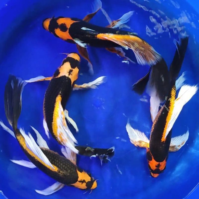 Jual NEW!!! paket 6 ekor koi Kabuto slayer | Shopee Indonesia