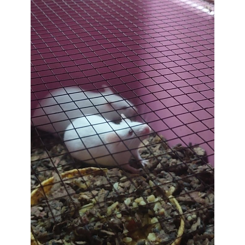 Jual Paket Breeding Mencit (tikus putih) | Shopee Indonesia