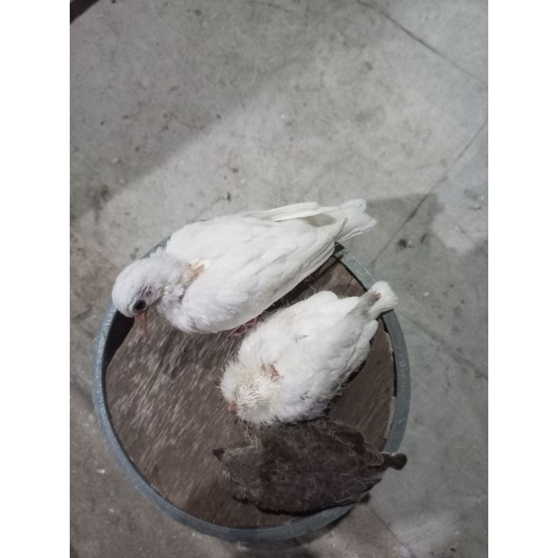 Jual lolohan tekukur warna putih bacspot | Shopee Indonesia