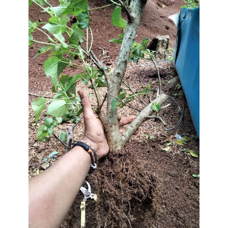 Jual Bahan bonsai waru wayang batik siap program | Shopee Indonesia