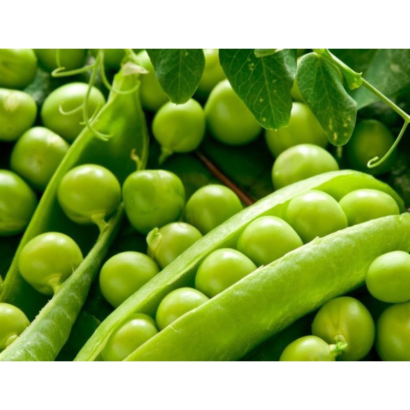 Jual KEBUN DIMAS- 50butir bibit kacang kapri unggul siap tanam | Shopee ...