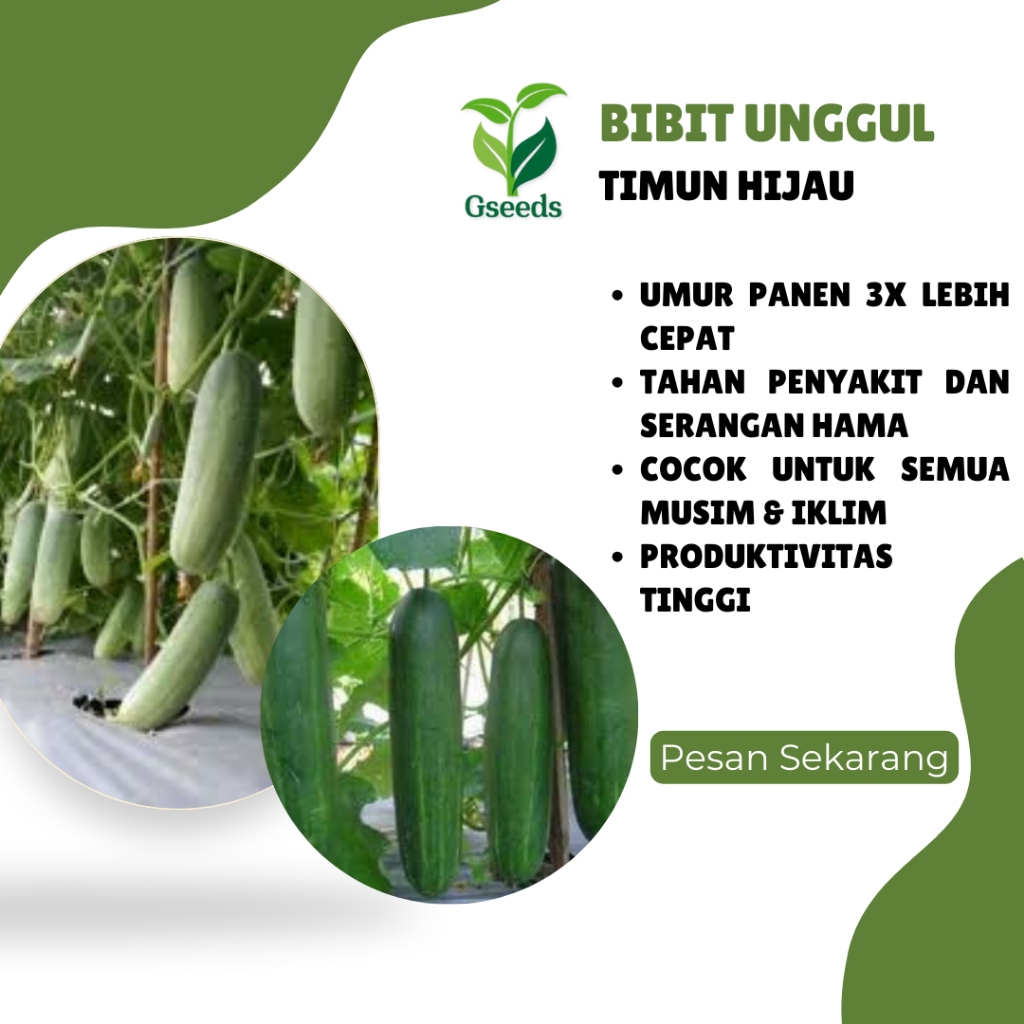 Jual Gseeds -/+ 25 Bibit Unggul Timun Hijau Neptun 25 | Timun Hijau NEPTUN Neptune Mentimun ...