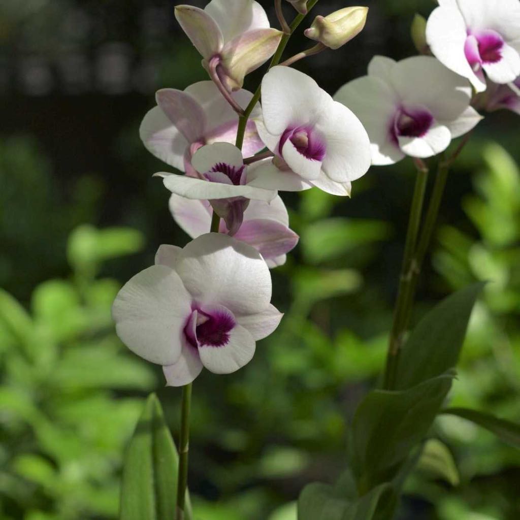 Jual tanaman anggrek dendrobium bunga bulat morning glory | Shopee ...
