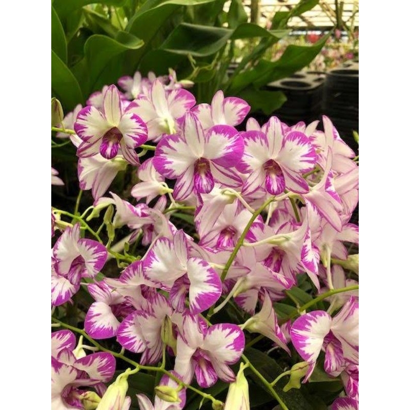 Jual Dendrobium Enobi Splash Spike | Shopee Indonesia
