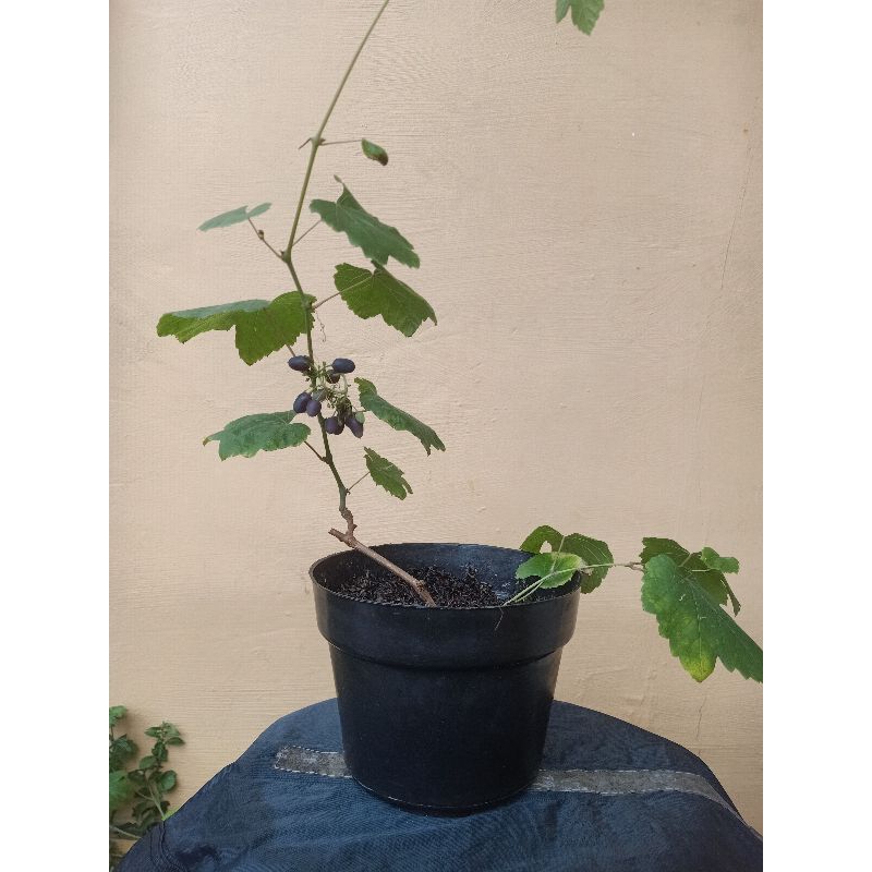 Jual Bibit Anggur lmpor Akademik SDH berbuah | Shopee Indonesia