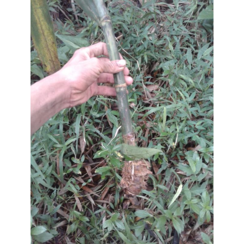 Jual TERMURAH BIBIT BONGGOL BAMBU BETUNG PETUNG JUMBO BERAKAR SIAP ...