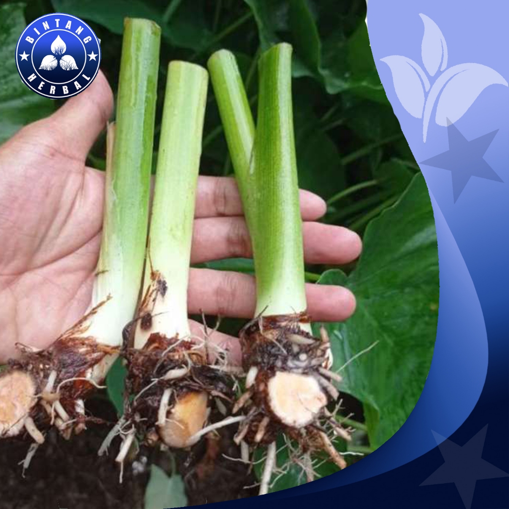 Jual bibit talas beneng paket 1 kg isi 10 - benih talas beneng unggul ...