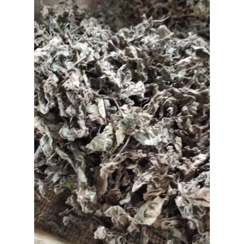 Jual DAUN CINCAU HITAM KERING/JANGGELAN ASLI TRENGGALEK | Shopee Indonesia