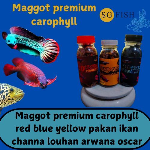 Jual Maggot premium carophyll red blue yellow pakan ikan channa louhan ...