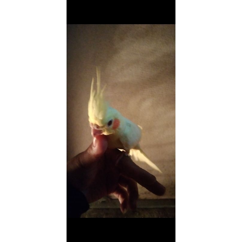Jual Falk parkit australia seri lutino mata merah pikachu mandirian ...