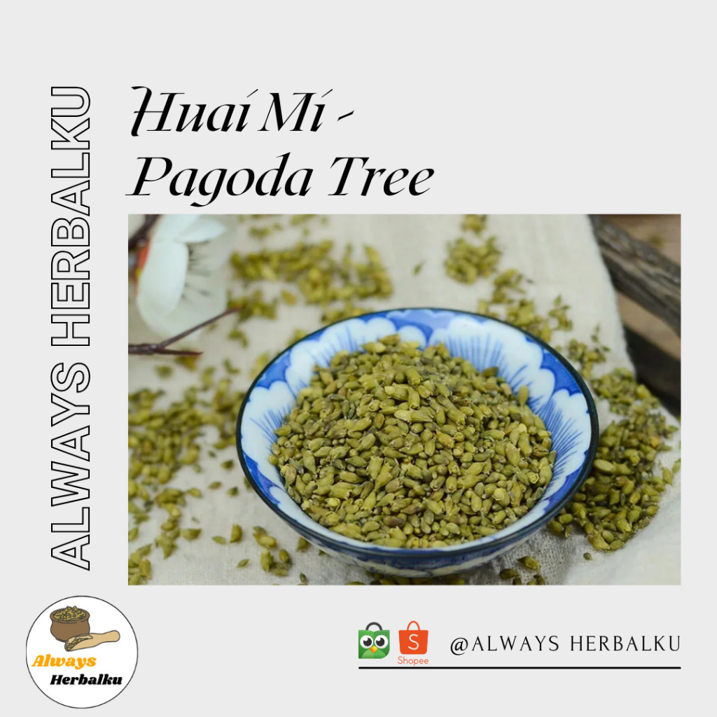 Jual Huai mi / Sophora Japonica / Scholar Tree / Japanese Pagoda Tree ...