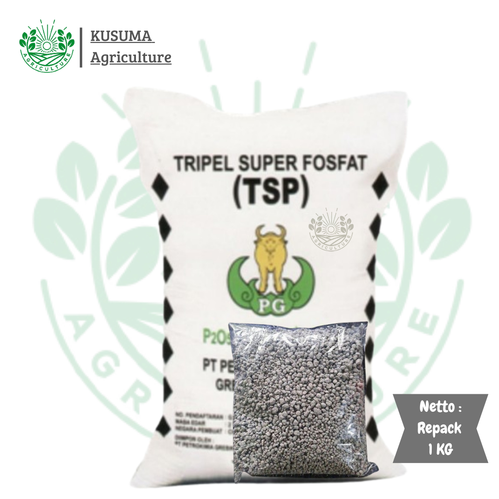 Jual PUPUK TSP TRIPLE SUPER FOSFAT 1 KG KEMASAN PABRIK PUPUK ORIGINAL PERTUMBUHAN AKAR DAN ...