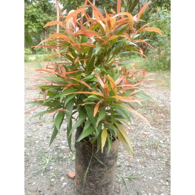 Jual pohon pucuk merah | Shopee Indonesia