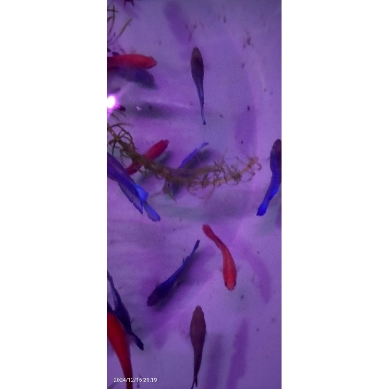 Jual cupang bagan warna biru merah ukuran 3cm | Shopee Indonesia