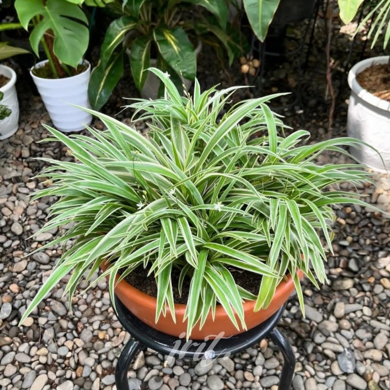 Jual Tanaman Hias Spider Plant/Lili Paris | Shopee Indonesia