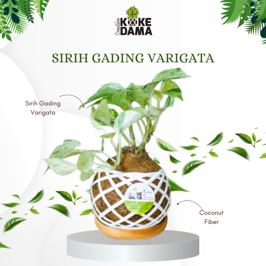 Jual Kokedama Sirih Gading Varigata | Shopee Indonesia