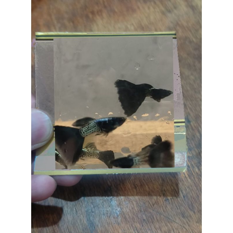 Jual Stiker Guppy mssbt ( metal snakeskin black/blue tail ) | Shopee Indonesia