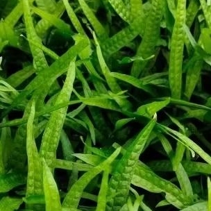 Jual Tanaman aquascape kadaka java fern pertangkal/daun aquascape ...