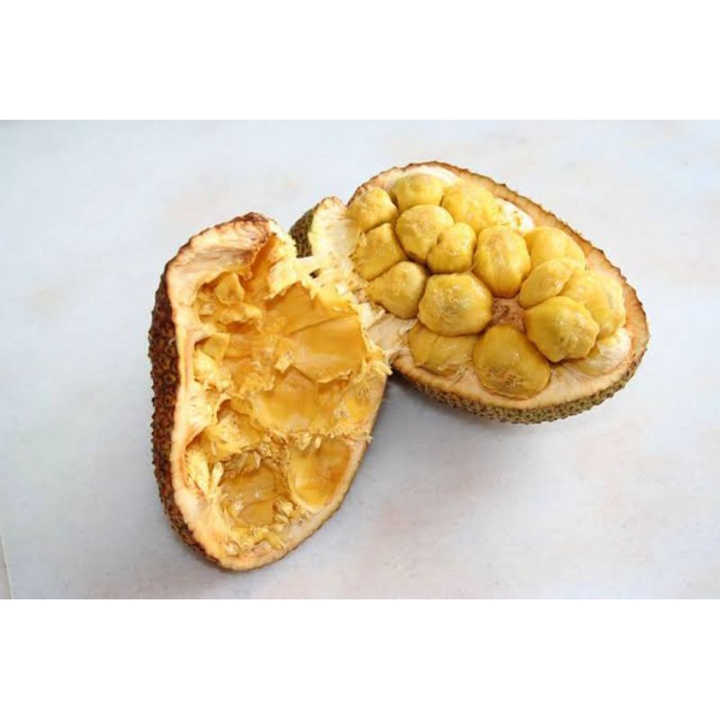 Jual Buah Tiwadak / Buah Ciwadak Khas Kalimantan | Shopee Indonesia