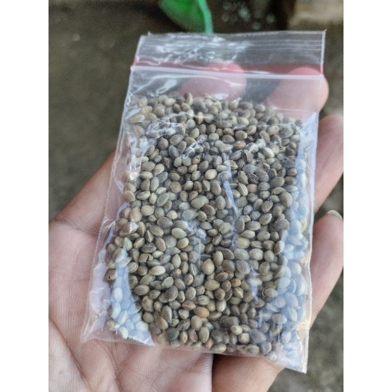 Jual biji fumayin makanan burung kenari dan burung pemakan biji lainya ...