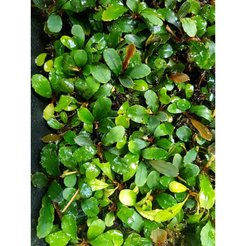 Jual Bucephalandra Mini coin Porsi Clumb Tanaman Aquascape | Shopee ...