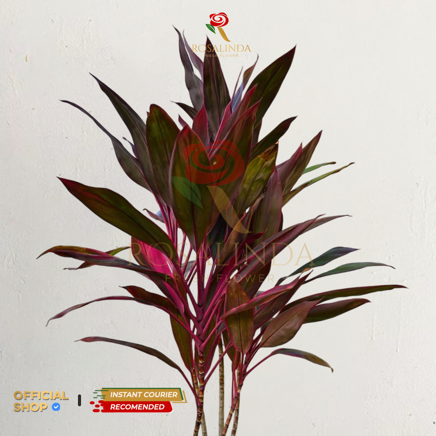 Jual Daun Andong / Daun Potong Segar / Daun Dekorasi | Shopee Indonesia