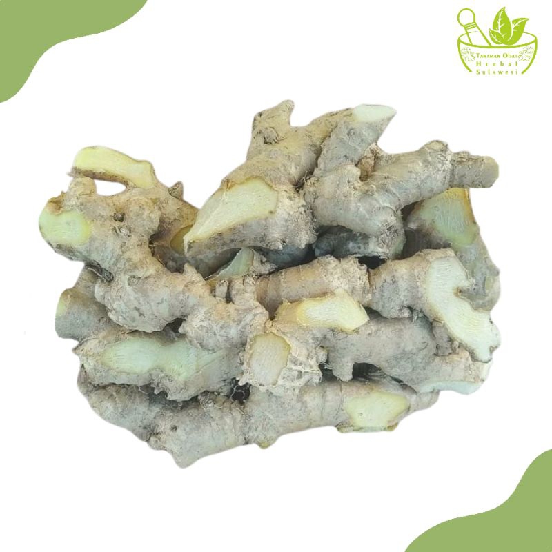 Jual Rimpang Lempuyang Emprit Segar (500 Gram) | Shopee Indonesia