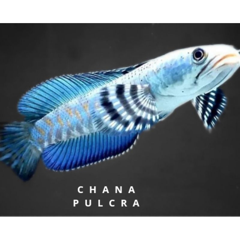 Jual stiker chana blue pulcra(BP) | Shopee Indonesia