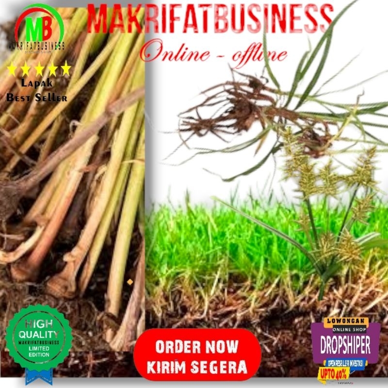 Jual MAKRIFATBUSINESS Paket 1 Pcs Bibit Rumput teki Cyperus rotundus ...