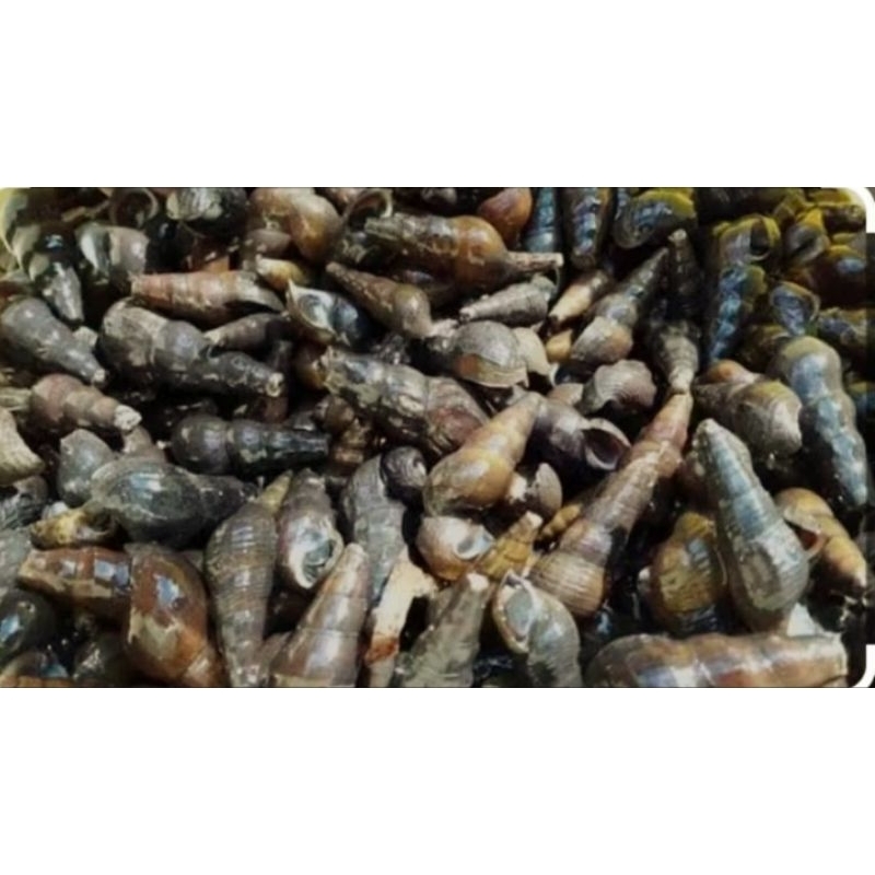 Jual kerang susuh(sungai) segar 200grm | Shopee Indonesia