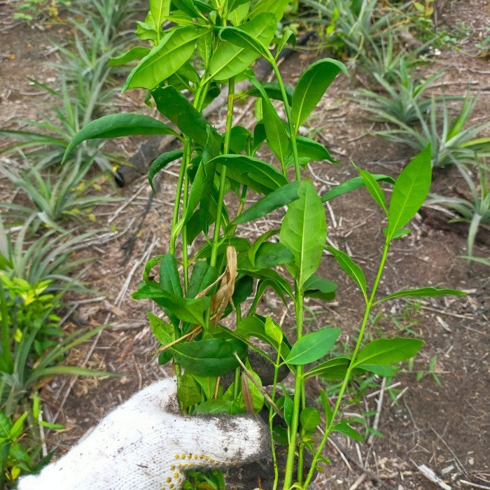 Jual BIBIT POHON TEMBESU 10 SAMPAI 30 CM TINGGAL TANAM | Shopee Indonesia