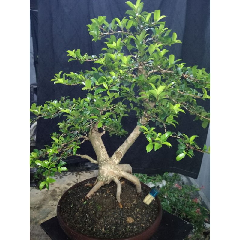Jual Bonsai Jambu Lily Pilly 60cm | Shopee Indonesia