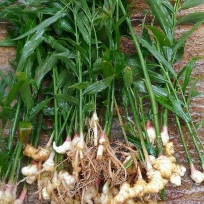 Jual KEBUN DZAKI - Bibit Jahe Emprit Unggul | Shopee Indonesia