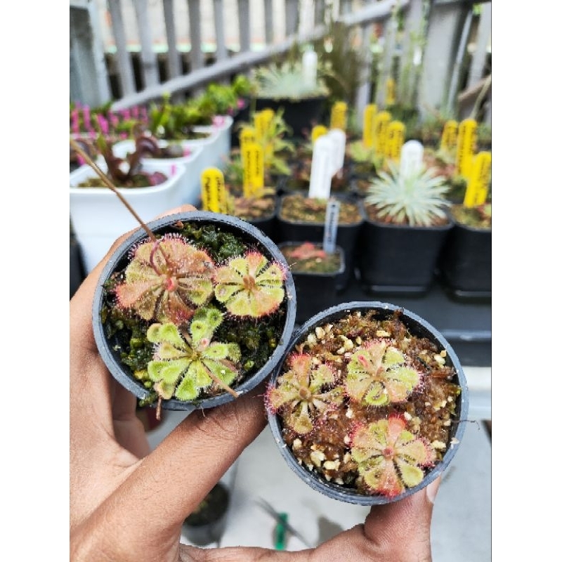 Jual Drosera Burmanii mix Sessilifolia | Shopee Indonesia