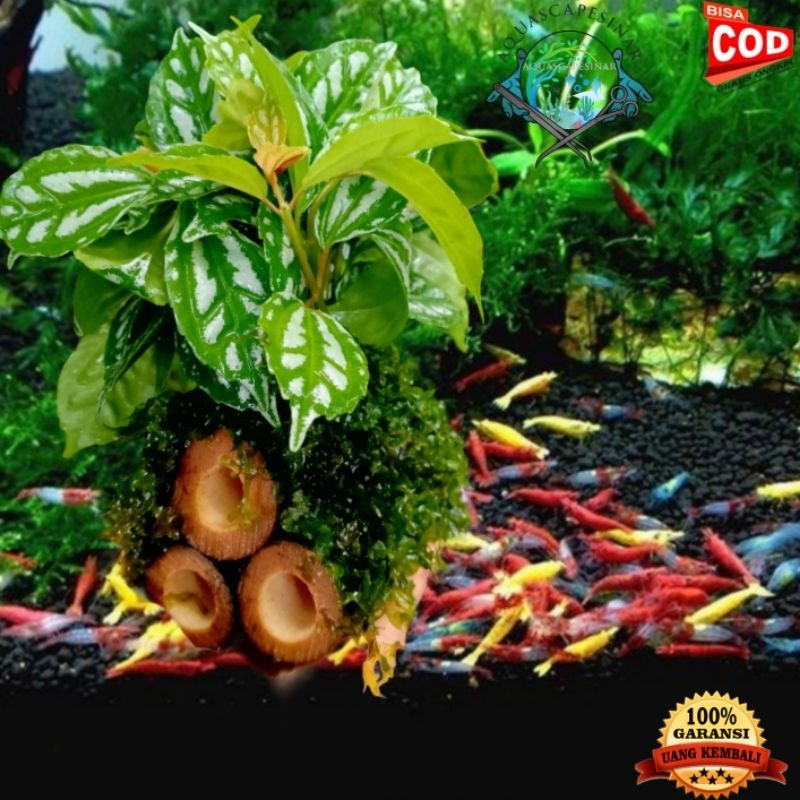 Jual bonsai aquascape rumah udang hias ornamen hiasan akuarium atau ...