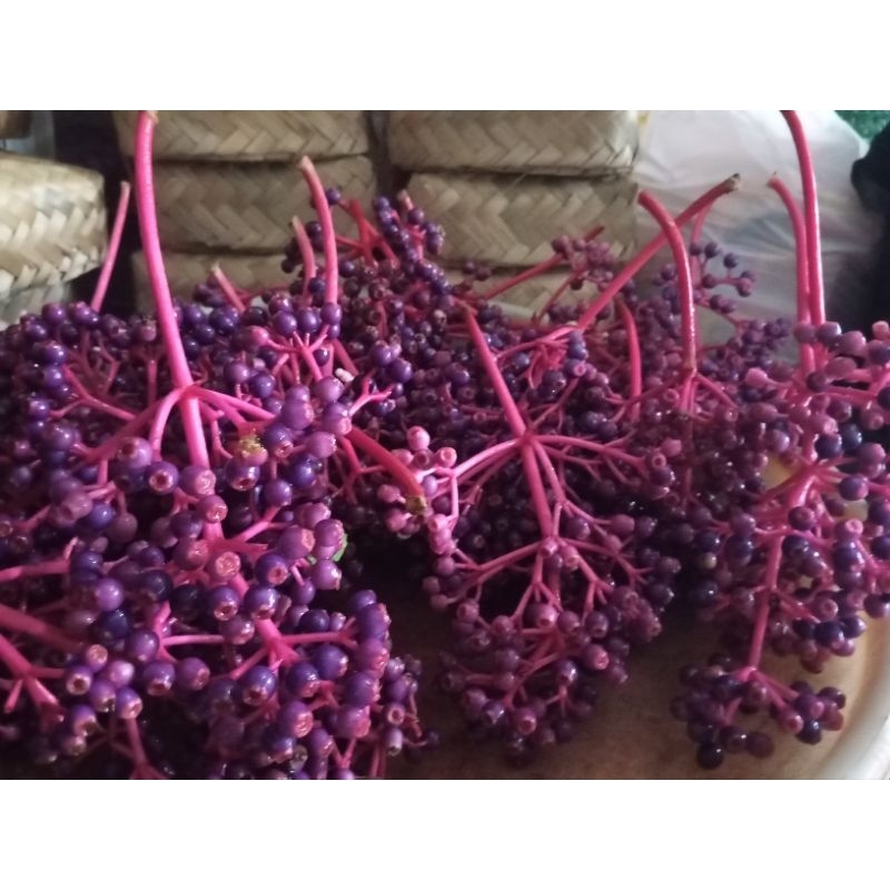 Jual Buah Parijoto Promil Asli Muria Berat 1 KG | Shopee Indonesia