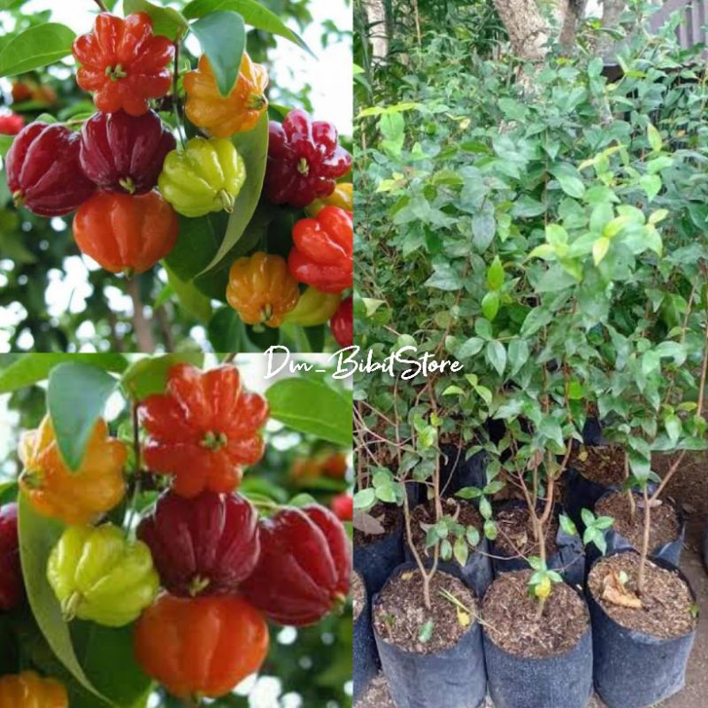 Jual Bibit Buah Dewandaru Atau Cermai Belanda Cepat Berbuah | Bibit ...