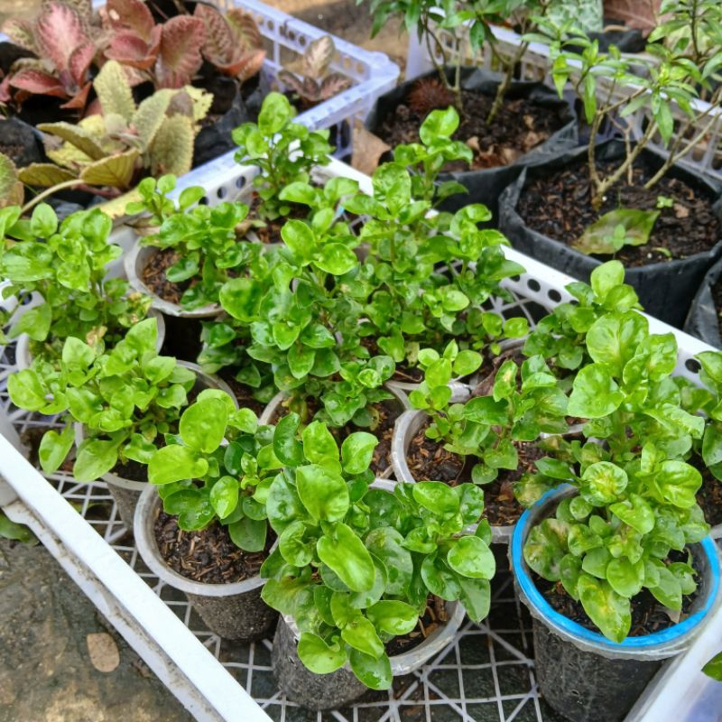 Jual Tanaman Bibitan Bayam Brazil | Shopee Indonesia